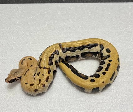 Pixel 100% Het Pale Grey Blood Python by Giantkeeper Reptiles - MorphMarket