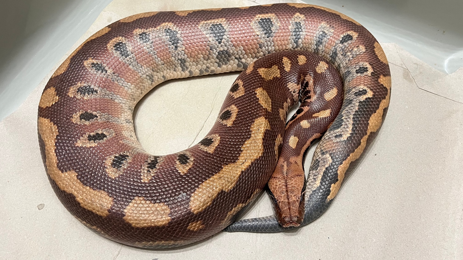 2010 Female Het T Positive Albino Blood Python by Giantkeeper Reptiles ...