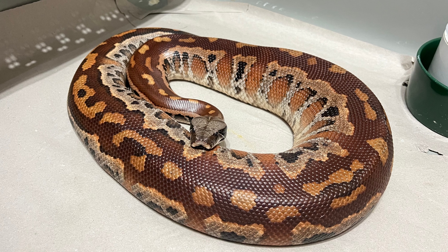 2012 Female Het T- Albino Blood Python by Giantkeeper Reptiles ...