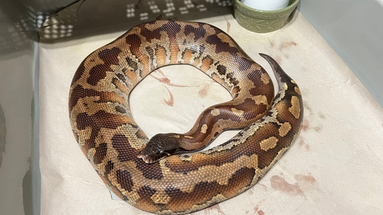 2012 Female Orange Crush Matrix Blood Python by Giantkeeper Reptiles