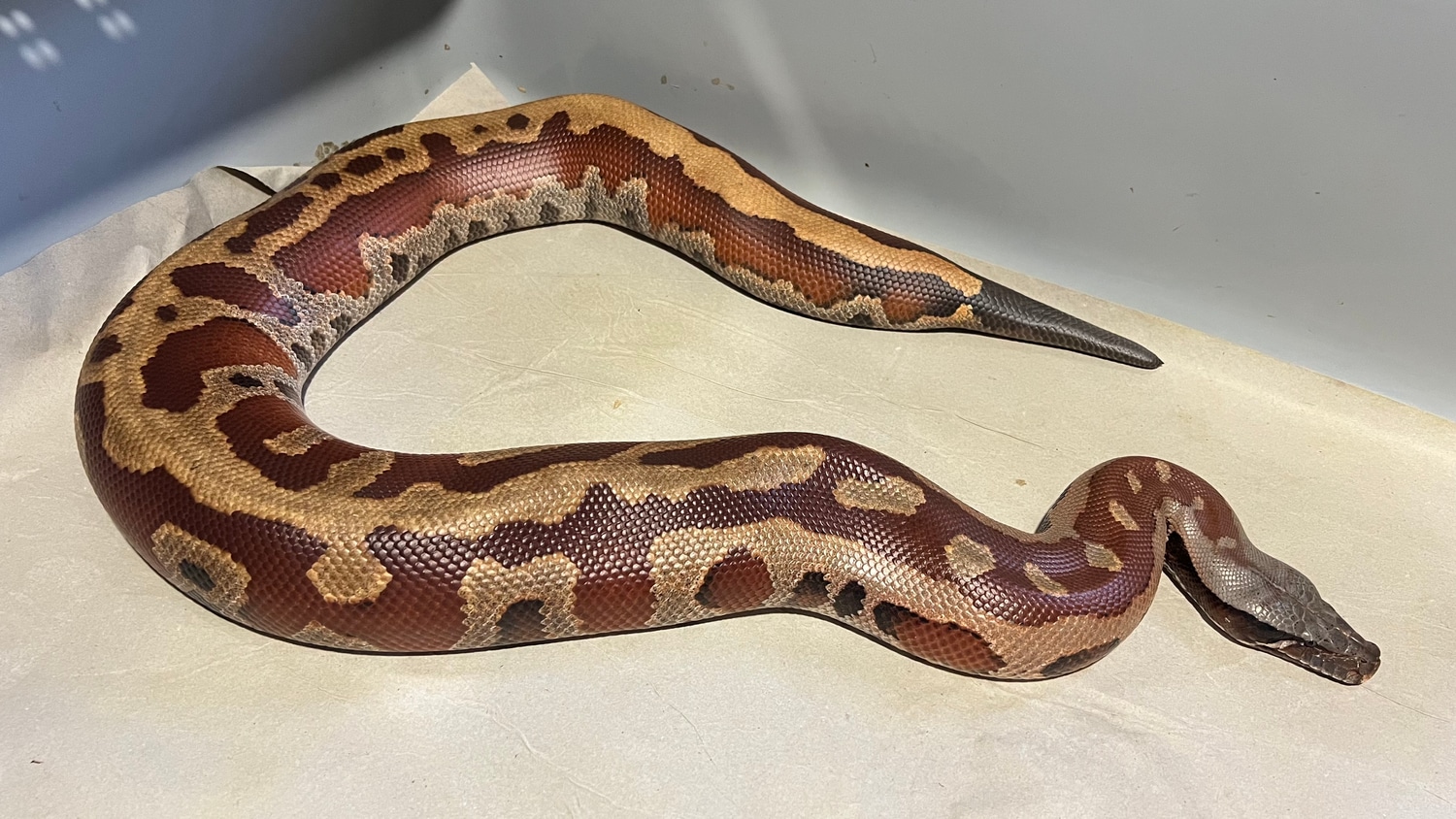 2015 Female VPI Zig Zag Blood Python by Giantkeeper Reptiles - MorphMarket