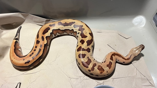 2016 Female Goldeneye Pos Het T+ Albino Blood Python by Giantkeeper ...