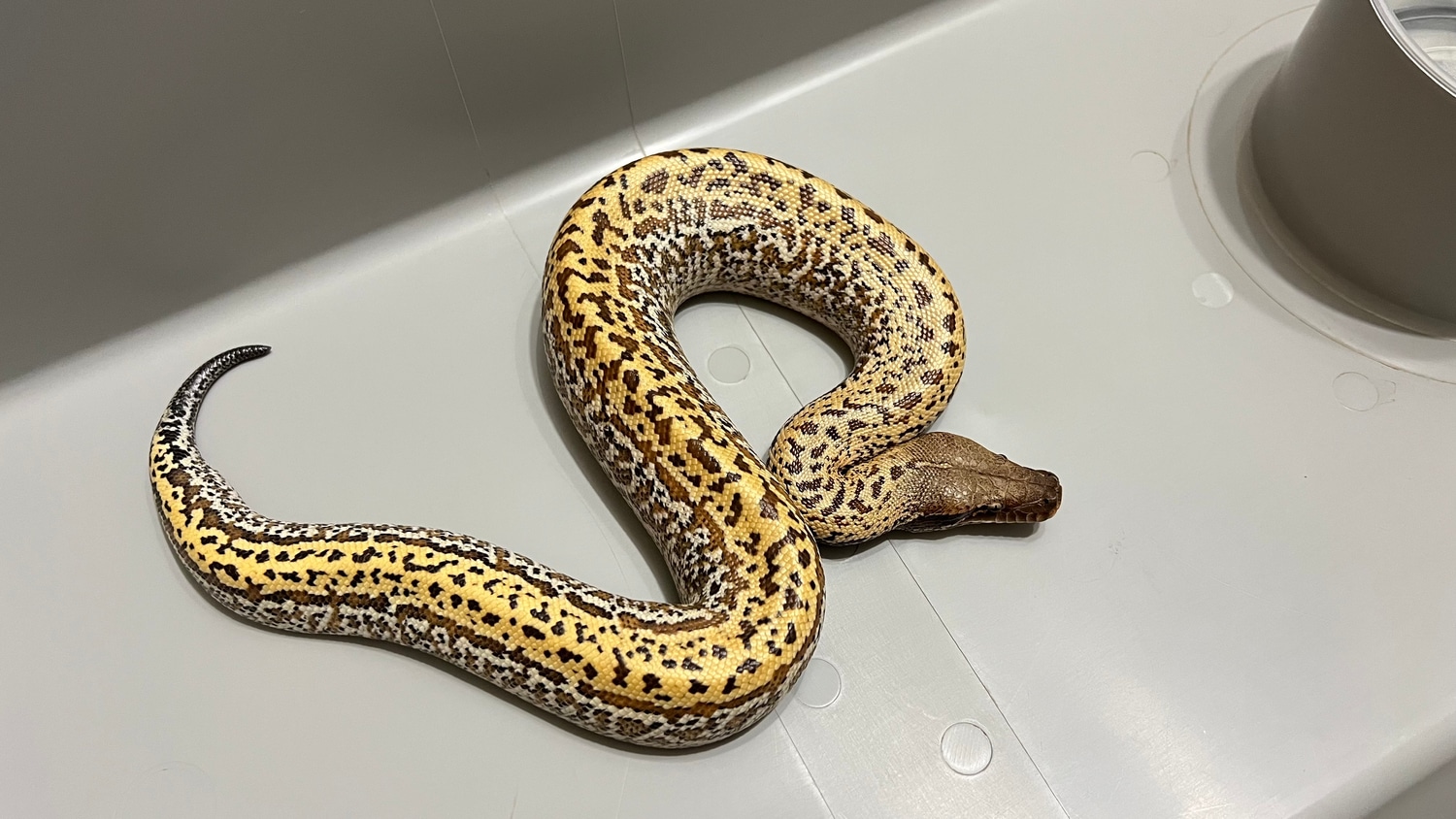 2021 Female Batrix Het T- Albino Blood Python by Giantkeeper Reptiles - MorphMarket