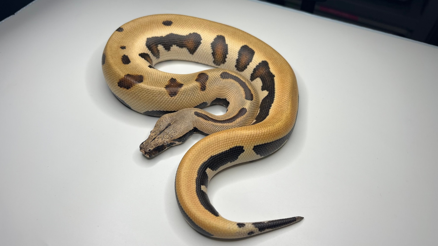2021 Male Goldeneye Blood Python by Giantkeeper Reptiles - MorphMarket