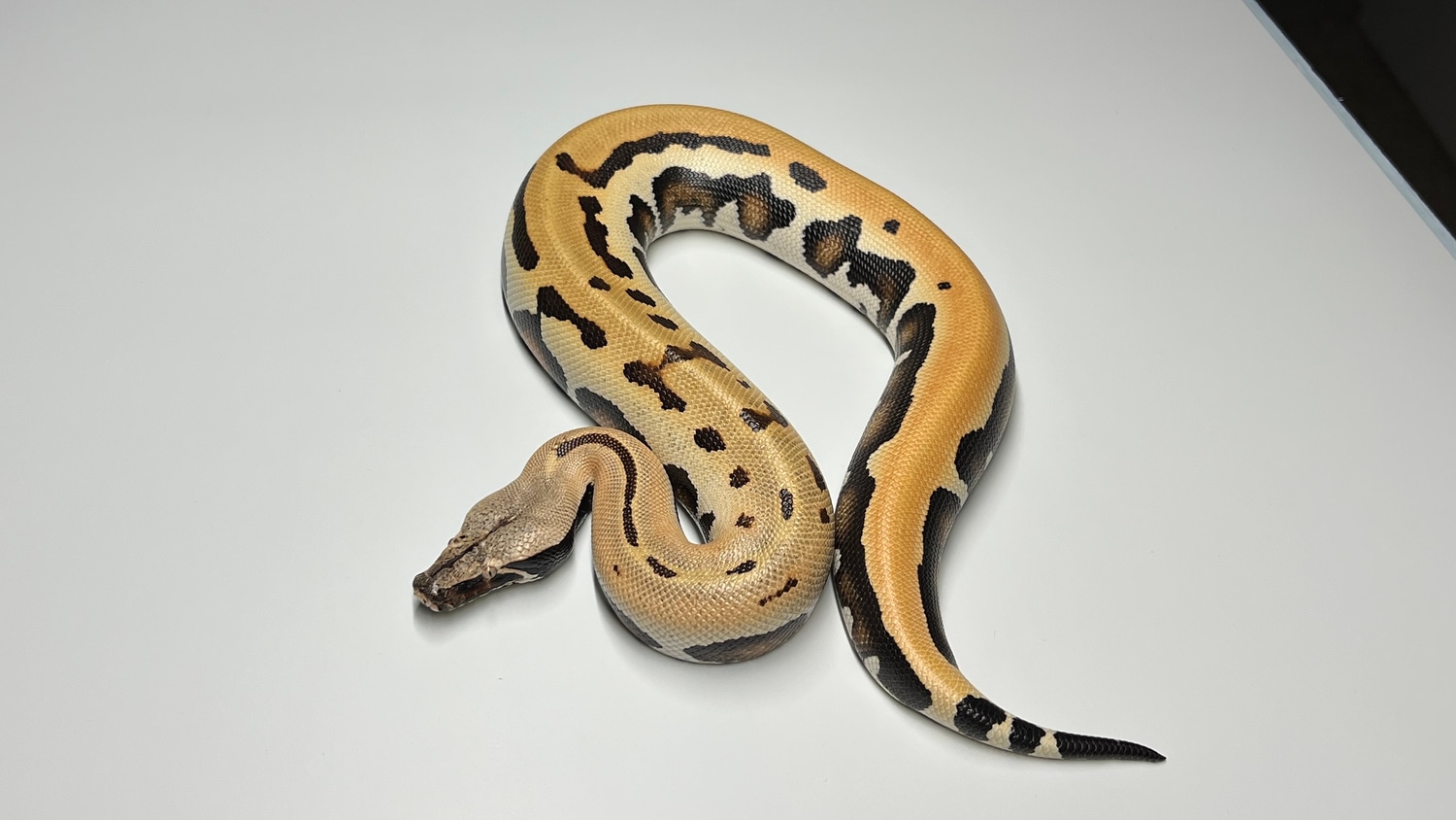 2021 Female Goldeneye Het T- Albino Blood Python by Giantkeeper ...
