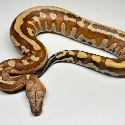 2022 Male Orange Crush 007 Blood Python by Giantkeeper Reptiles ...