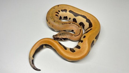 2021 Male Goldeneye Orange Crush Line Blood Python by Giantkeeper Reptiles