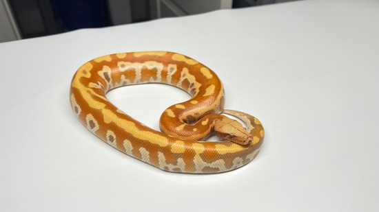 2021 Male T+ Albino Cherry Bomb Lineage Blood Python by Giantkeeper ...