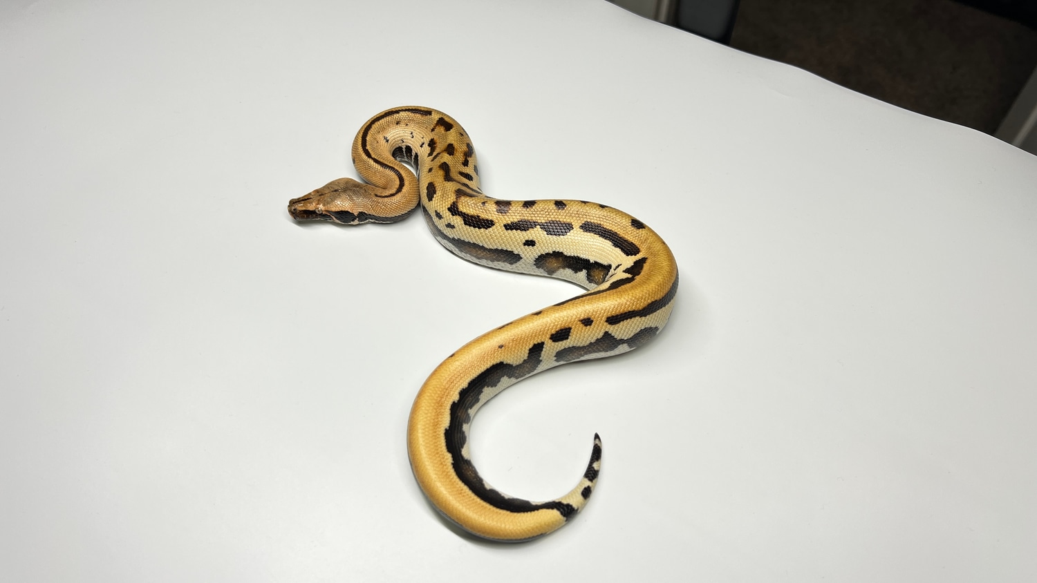 2022 Female Goldeneye Blood Python by Giantkeeper Reptiles - MorphMarket