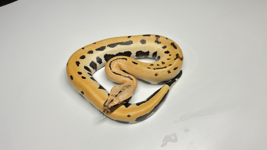 2022 Female Goldeneye Blood Python by Giantkeeper Reptiles