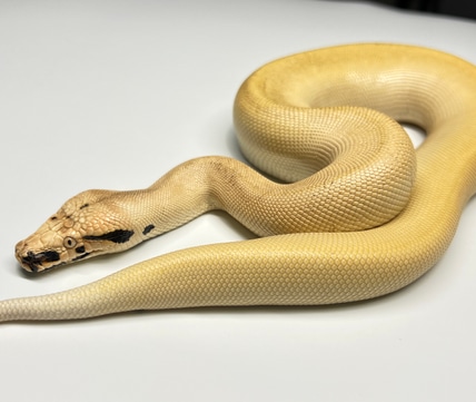 2022 Male Orange Crush 007 Blood Python by Giantkeeper Reptiles ...