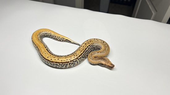2022 Male Pixel Blood Python by Giantkeeper Reptiles