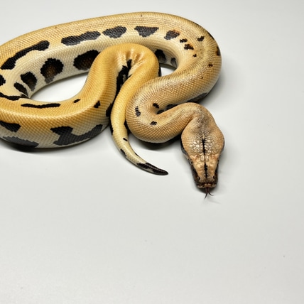 2022 Male Orange Crush 007 Blood Python by Giantkeeper Reptiles ...
