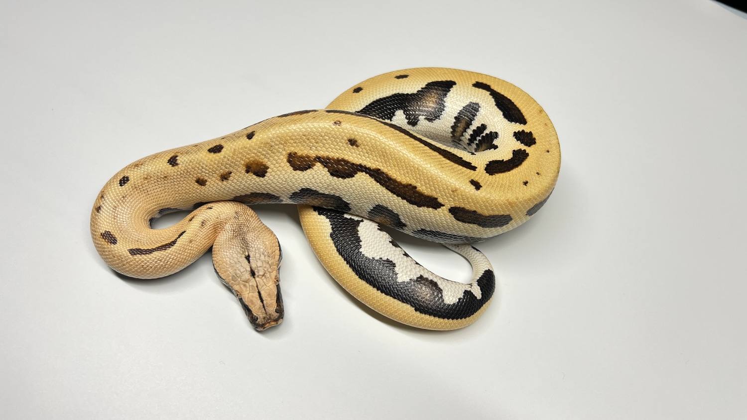 2022 Male Goldeneye Blood Python by Giantkeeper Reptiles - MorphMarket