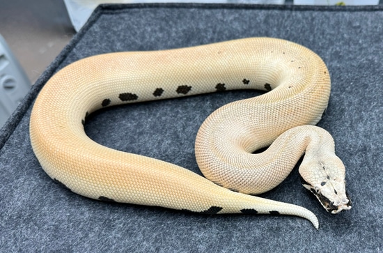 2022 Magpie Blood Python by Giantkeeper Reptiles