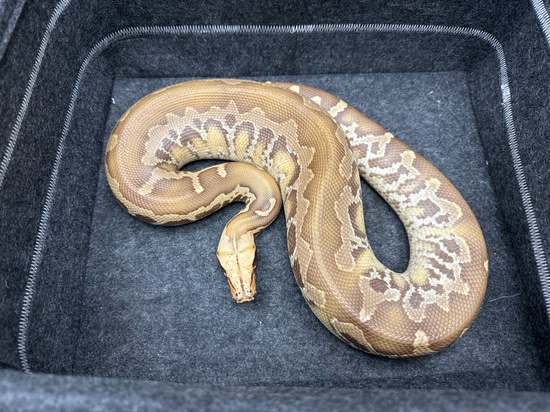 Caramel Sumatran Sumatran Short-Tailed Python by Giantkeeper Reptiles