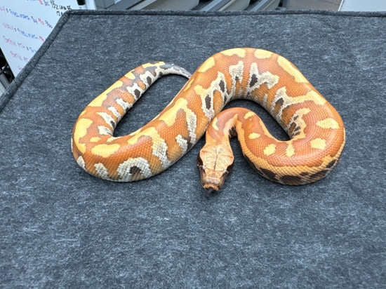 Karma Llyly Cherry Bomb Blood Python by Giantkeeper Reptiles