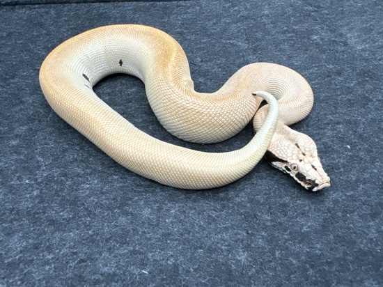 Magpie Pos Het T+ Blood Python by Giantkeeper Reptiles