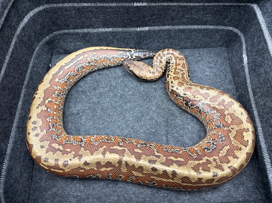 2020 Male Batik Het T- Albino Blood Python by Giantkeeper Reptiles