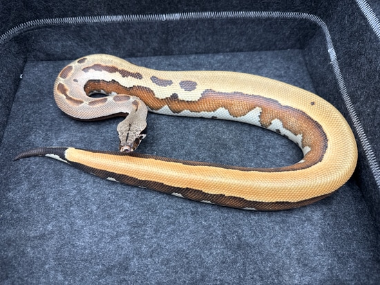 VPI Stripe Goldeneye Blood Python by Giantkeeper Reptiles