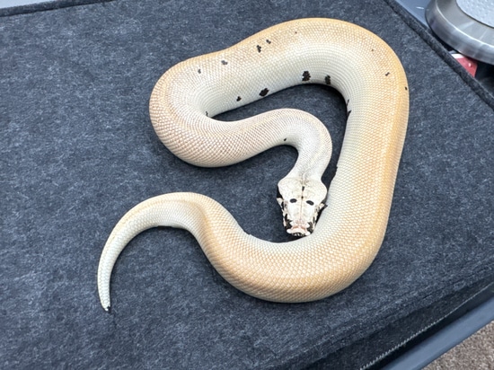 Magpie POS Het T+ Blood Python by Giantkeeper Reptiles