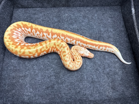 T-Batik Pos Het T Blood Python by Giantkeeper Reptiles