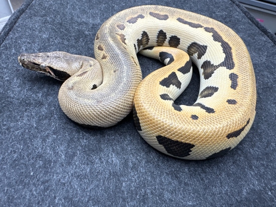 Goldeneye Pos Het Pale Grey Blood Python by Giantkeeper Reptiles
