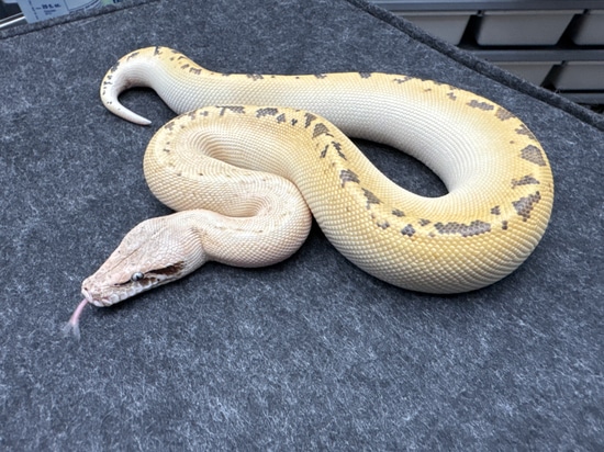 Ivory Blood Python by Giantkeeper Reptiles