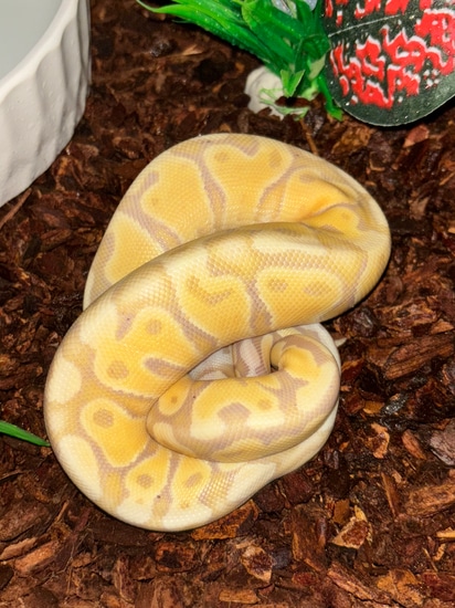 🔥🔥FREE SHIPPING🔥🔥2024 Vanilla Banana Pastel Het Pied **low Reserve ...