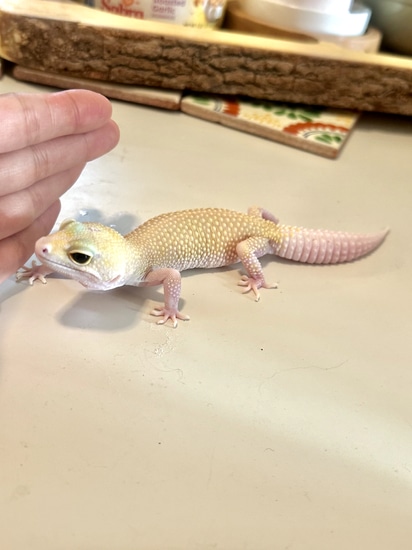 "Cheese" Murphy Patternless Female 🧀 Leopard Gecko by Giddy Up Geckos