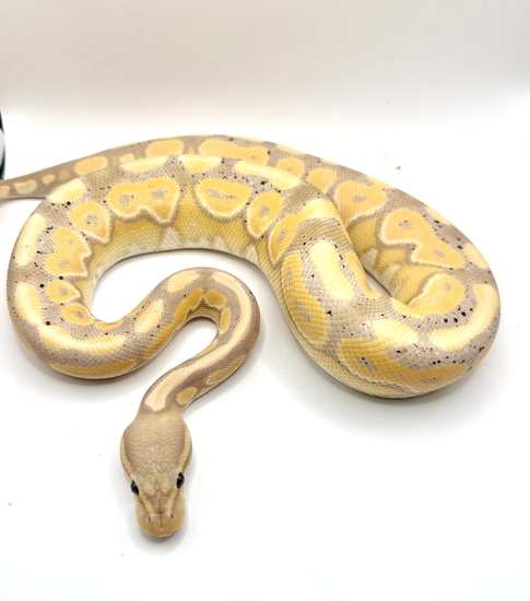 2024 Banana Cinnamon DH Clown & Albino💛 Ball Python by Giddy Up Geckos