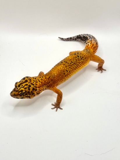 "Mango" Tangerine Female🥭 Leopard Gecko by Giddy Up Geckos