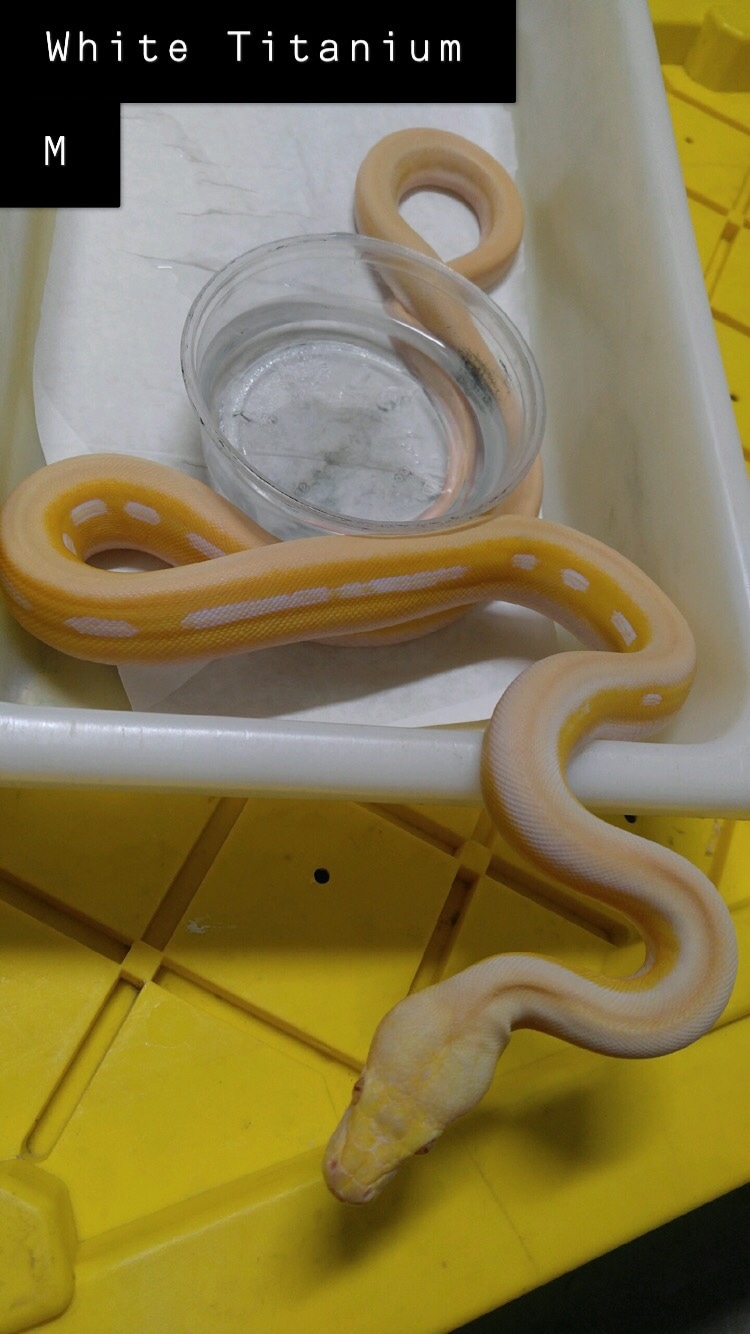 White Albino Titanium Reticulated Python by Gideon Pythons - MorphMarket