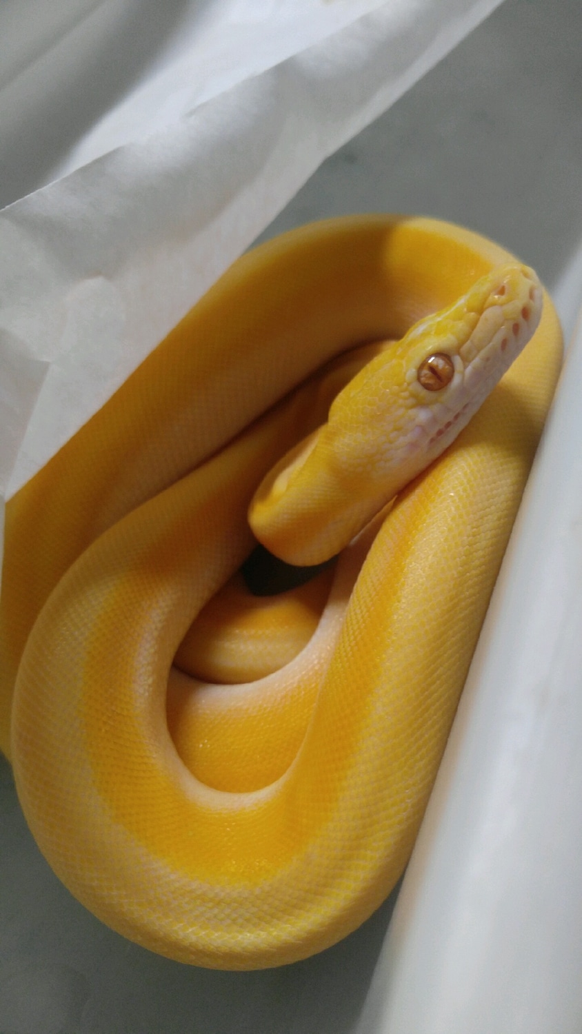 Sunfire Titanium Reticulated Python by Gideon Pythons - MorphMarket
