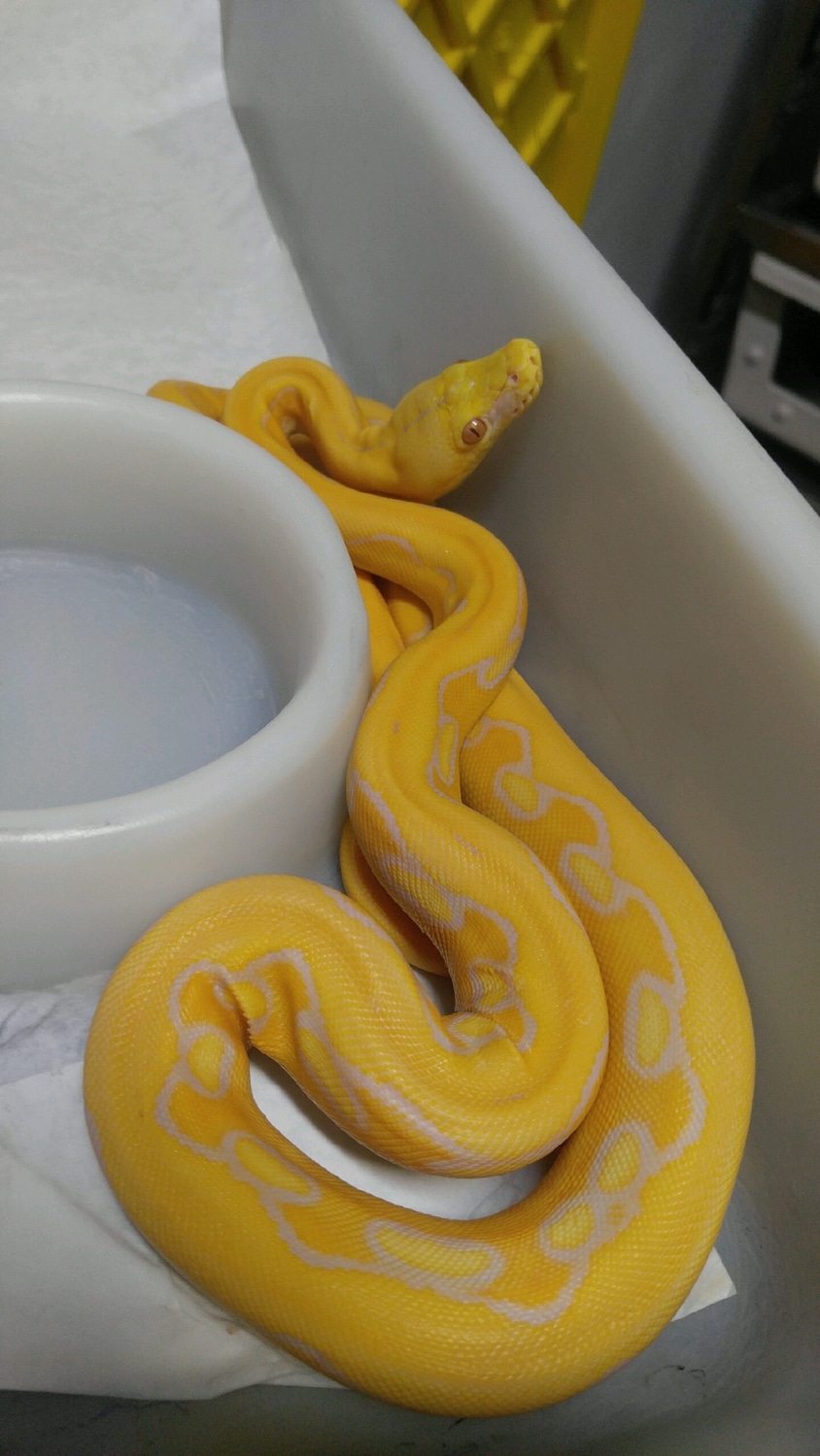 2019 Female Lavender Super Sunfire Tiger Reticulated Python by Gideon ...