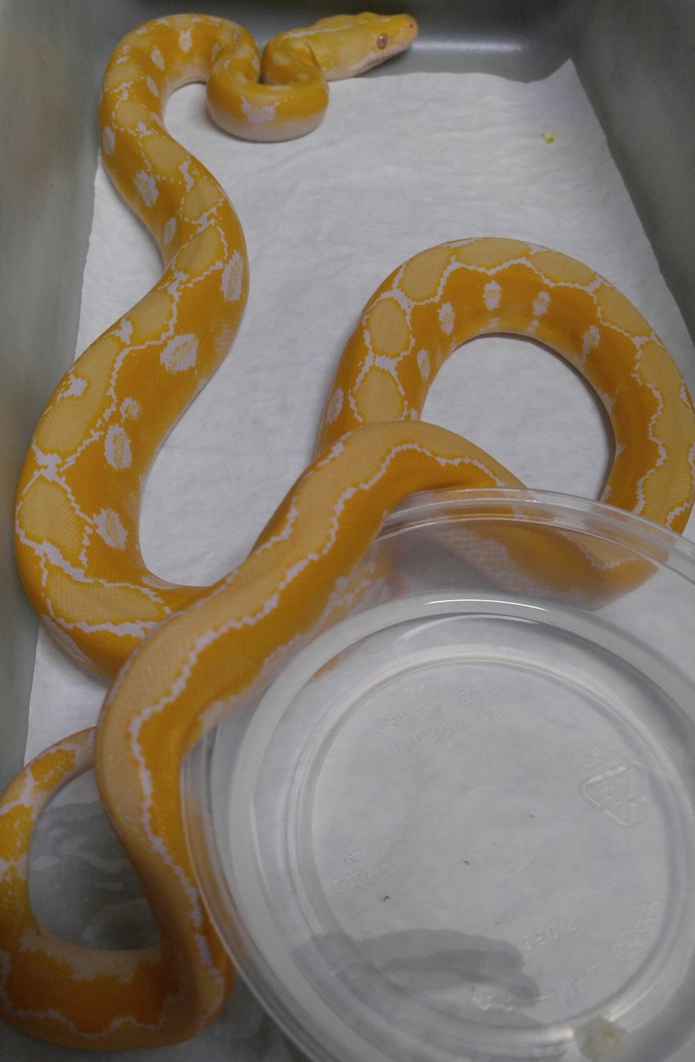 2019 Female White Phase Platinum Citron Reticulated Python by Gideon ...