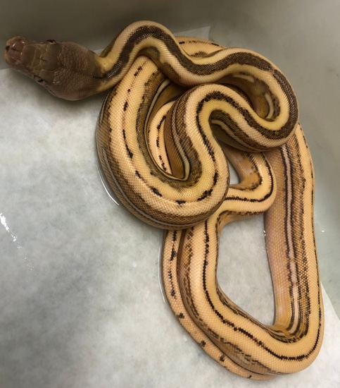2020 Male Platinum Phantom Tiger Reticulated Python by Kings Ranch Retics
