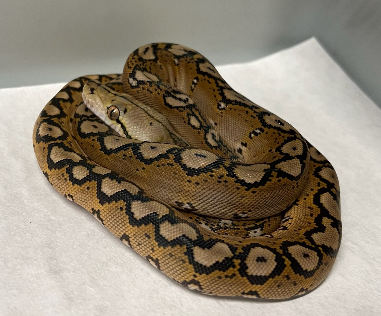 Motley 100% Het Pied AND Albino Reticulated Python by Gideon Pythons ...