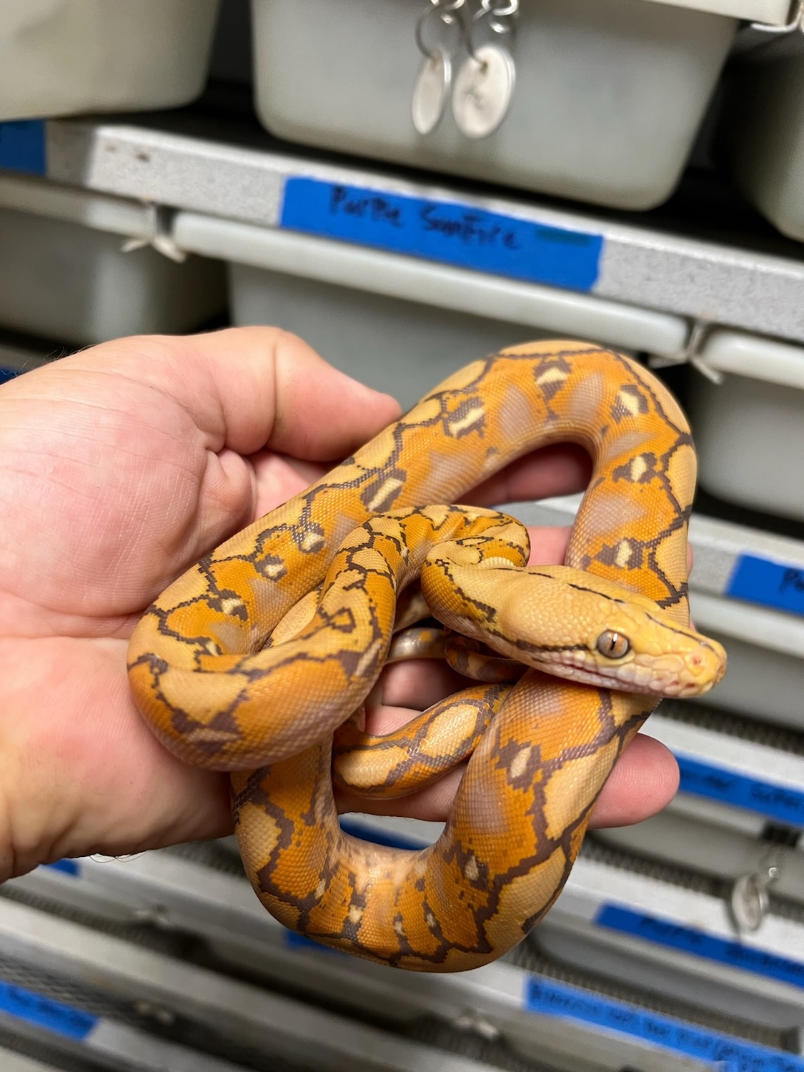 Orange Glow Citron Reticulated Python by Gideon Pythons - MorphMarket