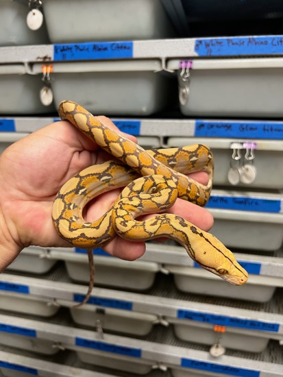 Orange Glow Citron Reticulated Python by Gideon Pythons