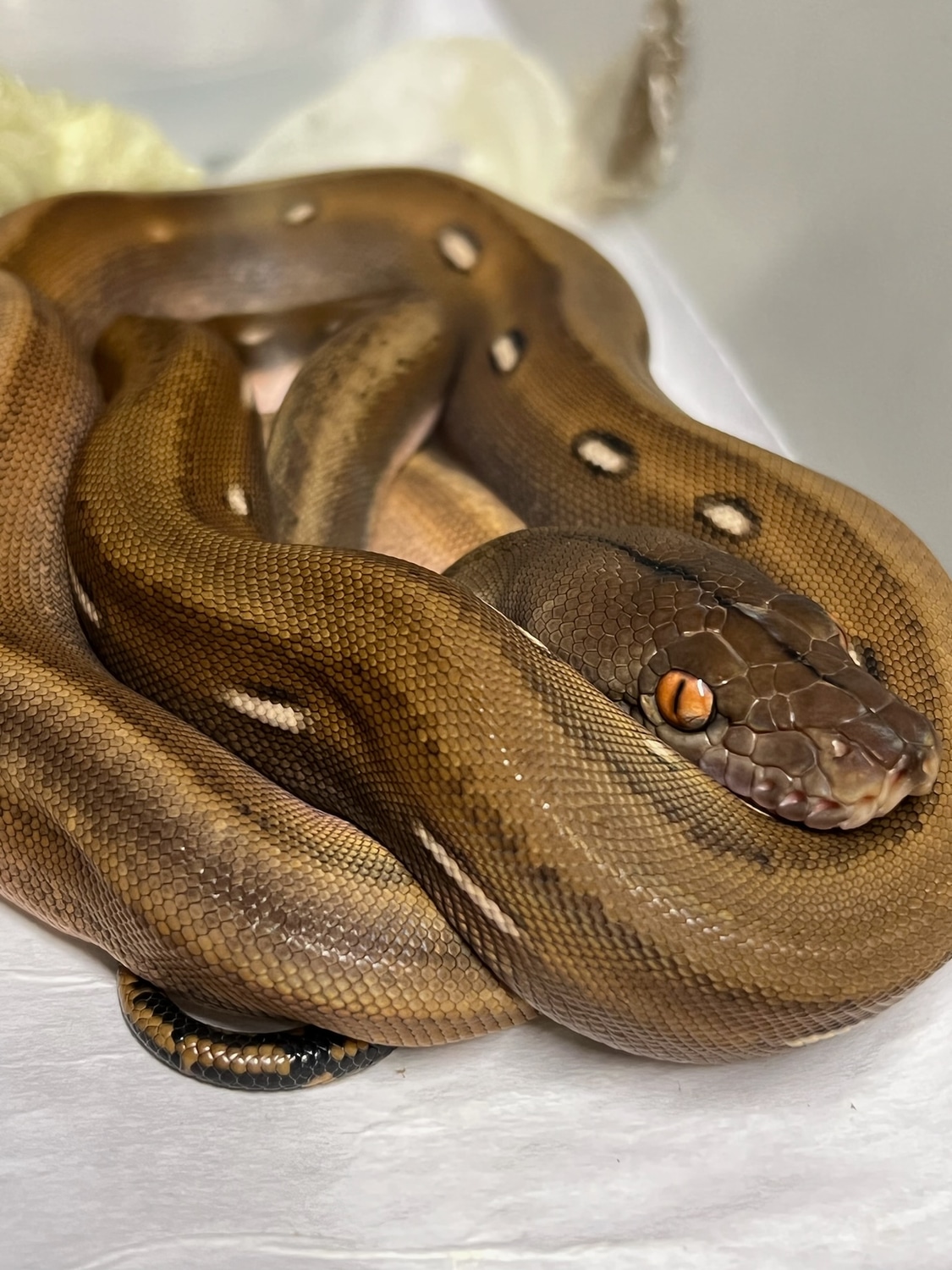 Titanium 100% Het Carmel Or White Phase Albino Reticulated Python by ...