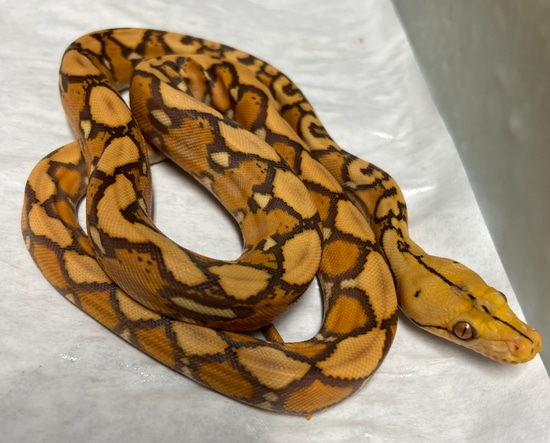 Orange Glow Sunfire Reticulated Python by Kings Ranch Retics