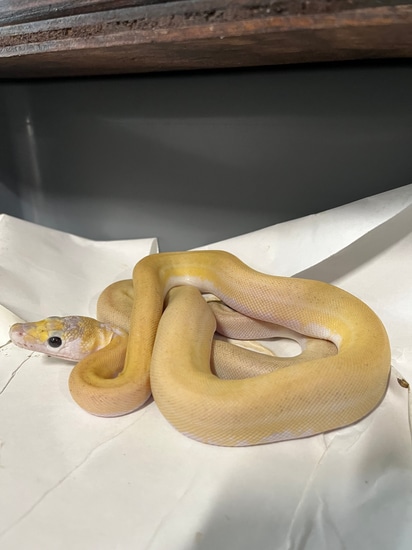Ivory Golden Child Tiger (66% Het Albino) Reticulated Python by Gideon ...