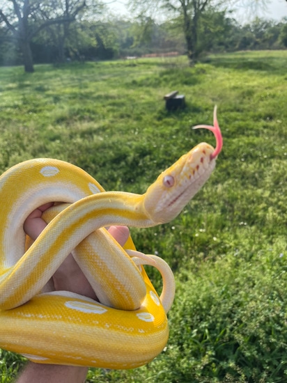 Albino Platinum Titanium Reticulated Python by Gideon Pythons
