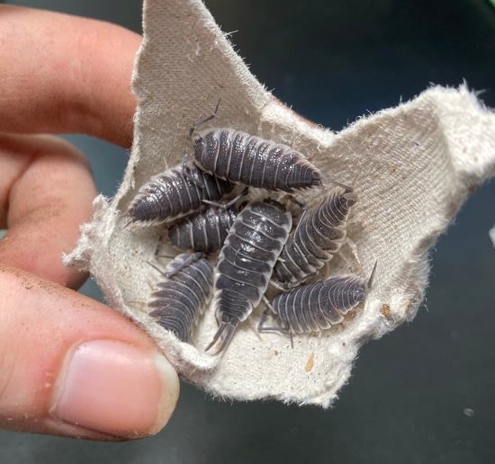 Spanish Titan Isopod by Dakota's Critter Studio