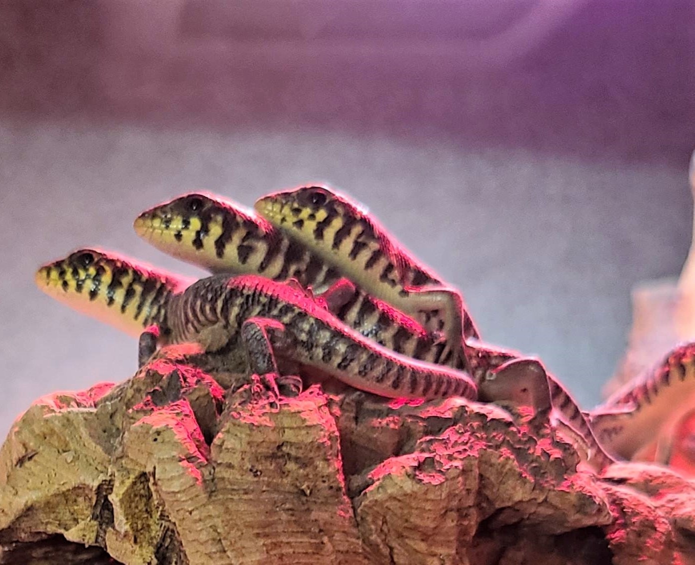 Kenyan Zebra Skinks Other Skink by Nivens Critter Studio - MorphMarket