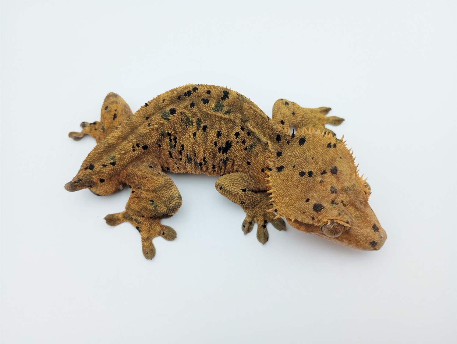 Super Dal Brindle Tiger Crested Gecko by Nivens Critter Studio ...