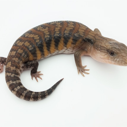 Nivens Critter Studio - MorphMarket