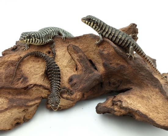 '23 Kenyan Zebra Skinks More Skink by Nivens Critter Studio