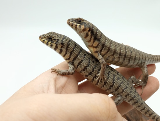 '23 1.1 Kenyan Zebra Skinks More Skink by Dakota's Critter Studio